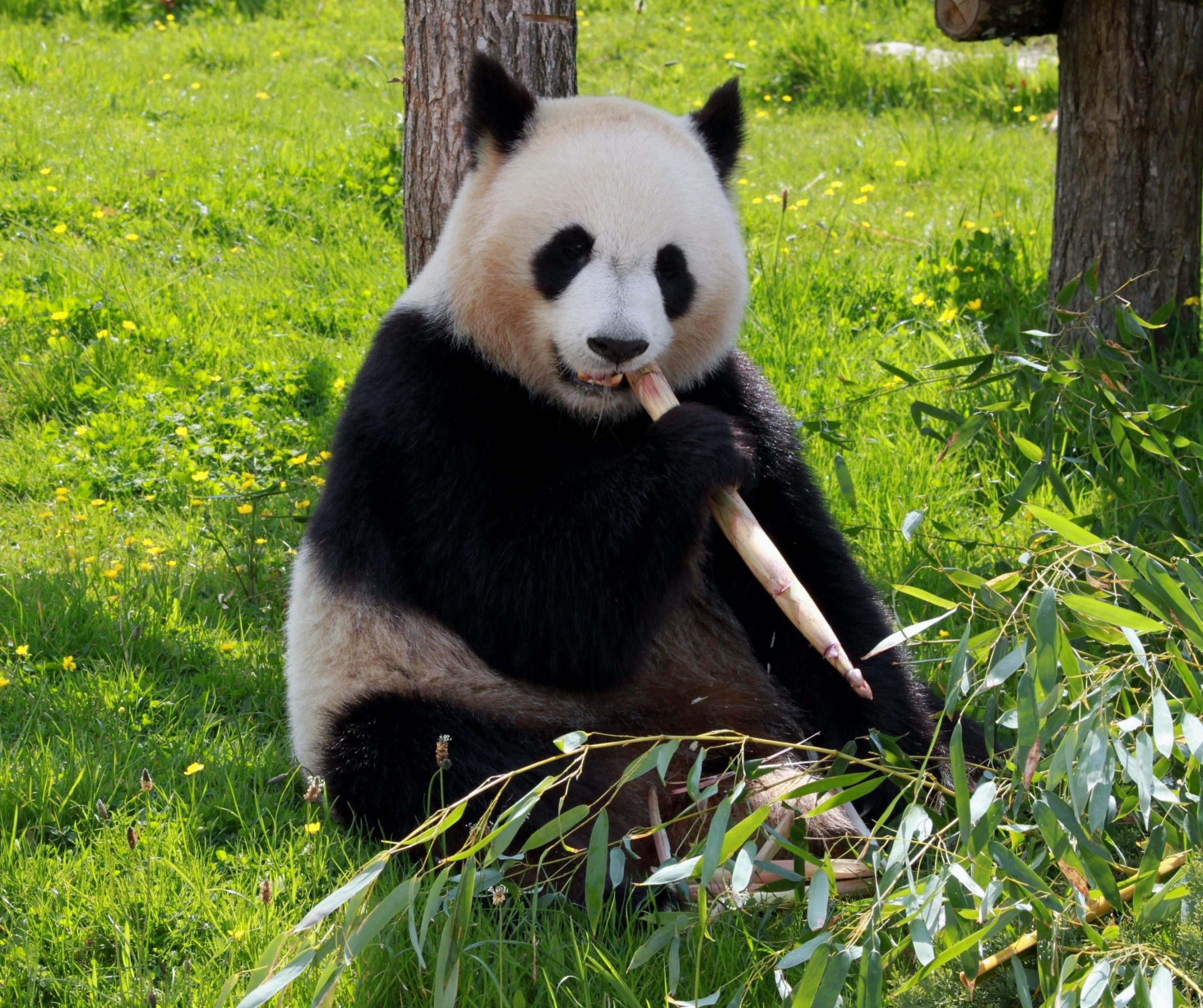 The panda’s ‘thumb’ — biological wonders that navigate the odds to ...