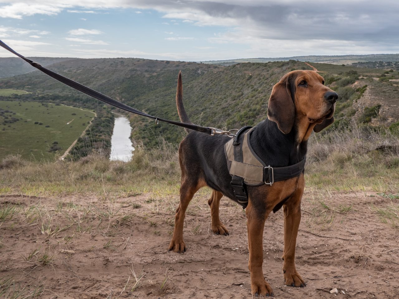 RIP Ella, a retired Forever Wild Rhino cold track K9 - Wilderness ...